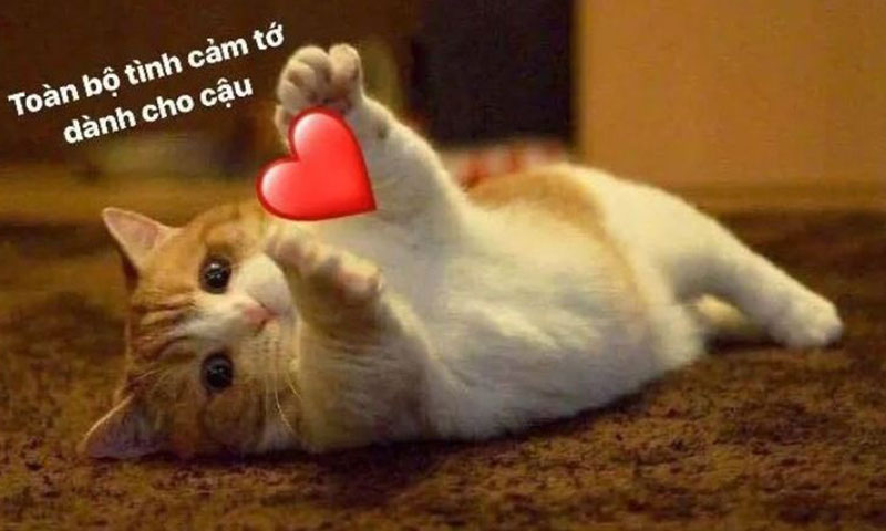 30+ meme tình yêu đẹp, cute, hài hước với biểu cảm đáng yêu