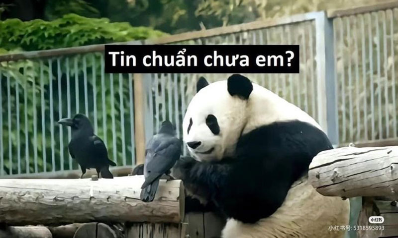 10+ meme tin chuẩn chưa anh hài hước nhất và độ hot cao