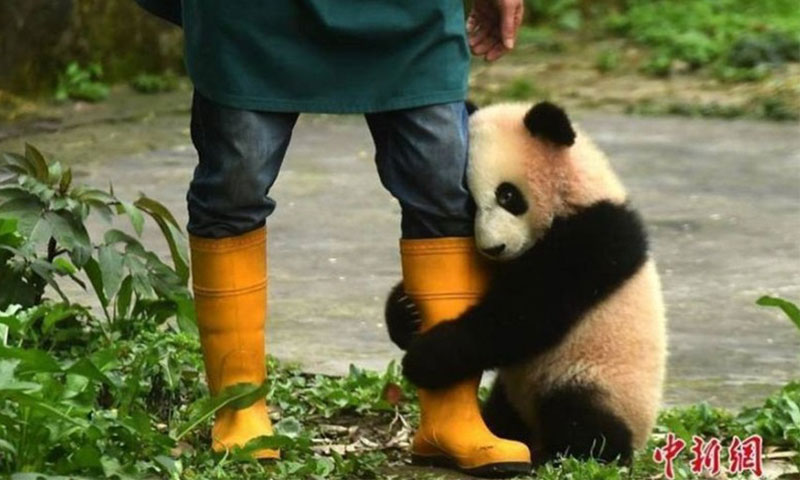 40+ meme ôm đầy tình cảm, hài hước và cực kỳ đáng yêu